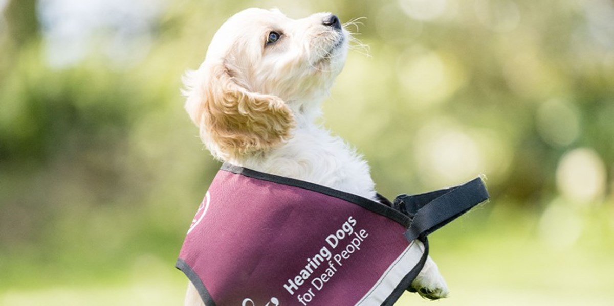 Maddy Dower is fundraising for Hearing Dogs For Deaf People