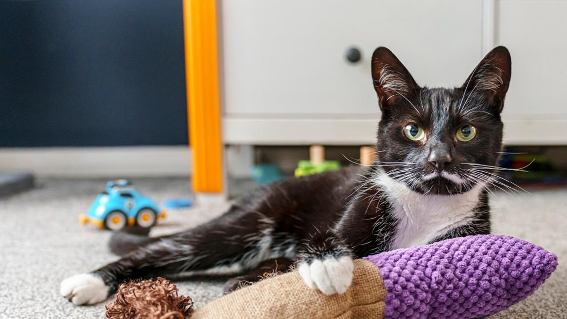 Cats Protection Leeds Cat Centre is fundraising for Cats Protection