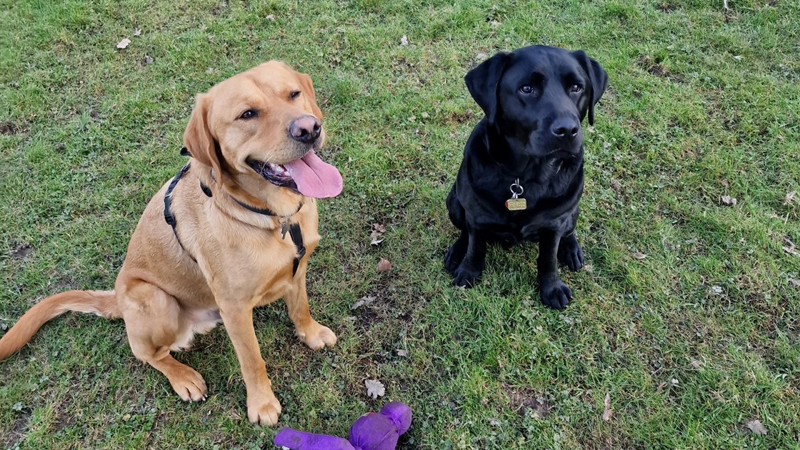 Daniel Flower is fundraising for Guide Dogs