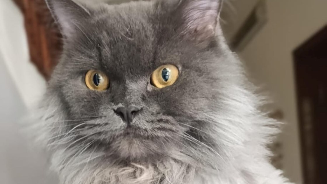 Please help ASHER travel to his forever home in the UK 🐾 - JustGiving