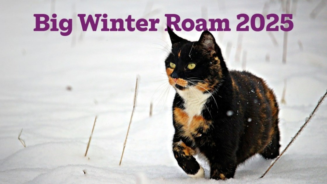 Anneka Smith is fundraising for Cats Protection