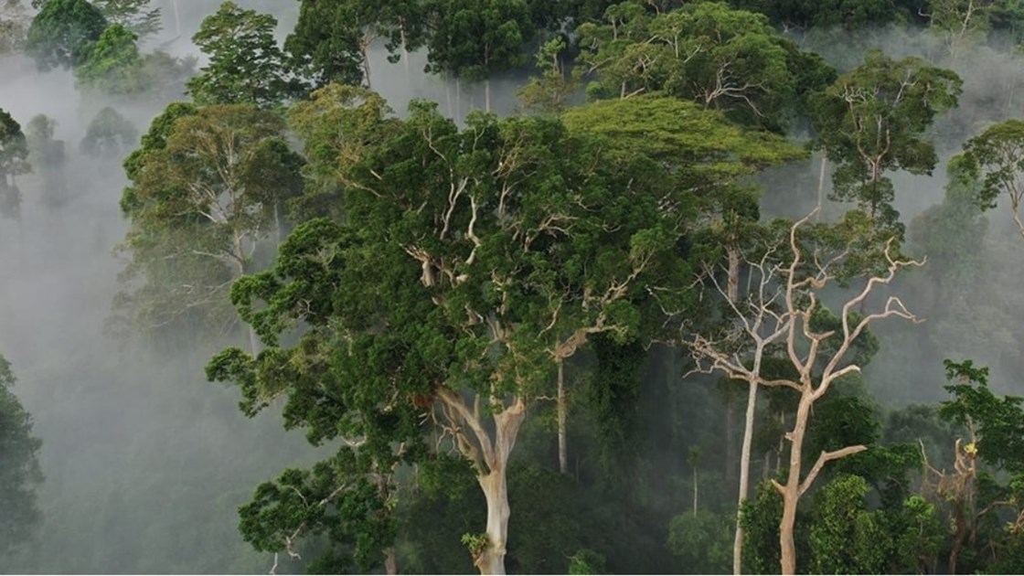 The Rainforest Race Series - JustGiving