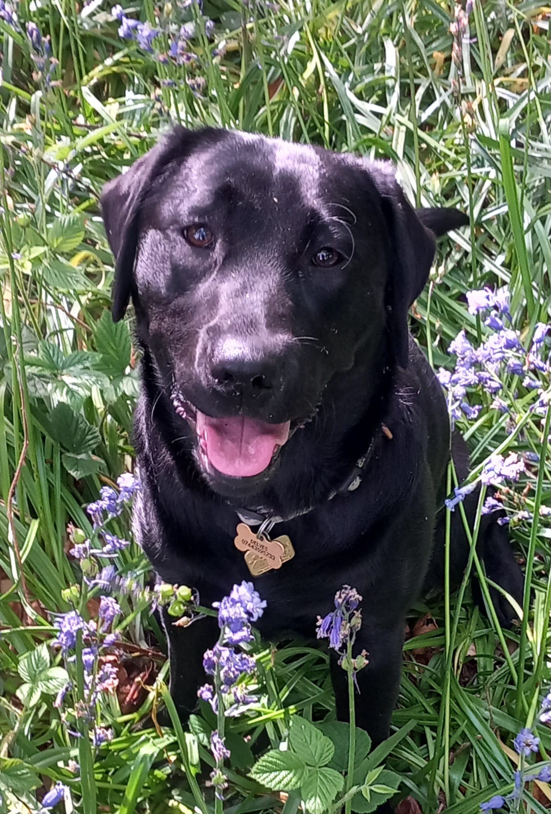 Elliot Rux-Burton is fundraising for Guide Dogs