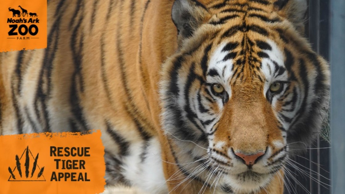 Rescue Tiger Appeal - Help support Aqua in his new beginnings. - JustGiving
