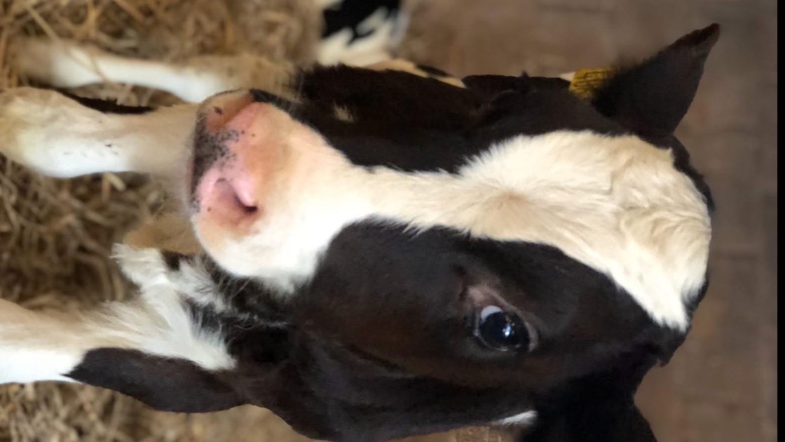 Caroline Roper is fundraising for Dean Farm Trust