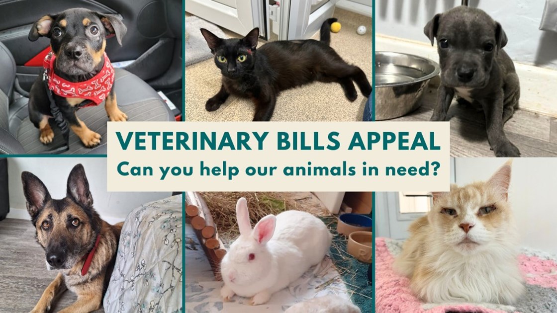 Veterinary Bills Appeal - Can you help our animals in need? - JustGiving