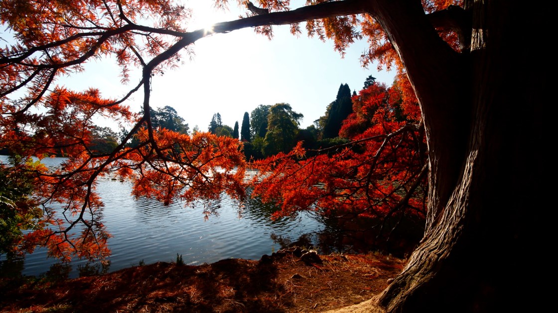 Dominic Wilson is fundraising for British Heart Foundation