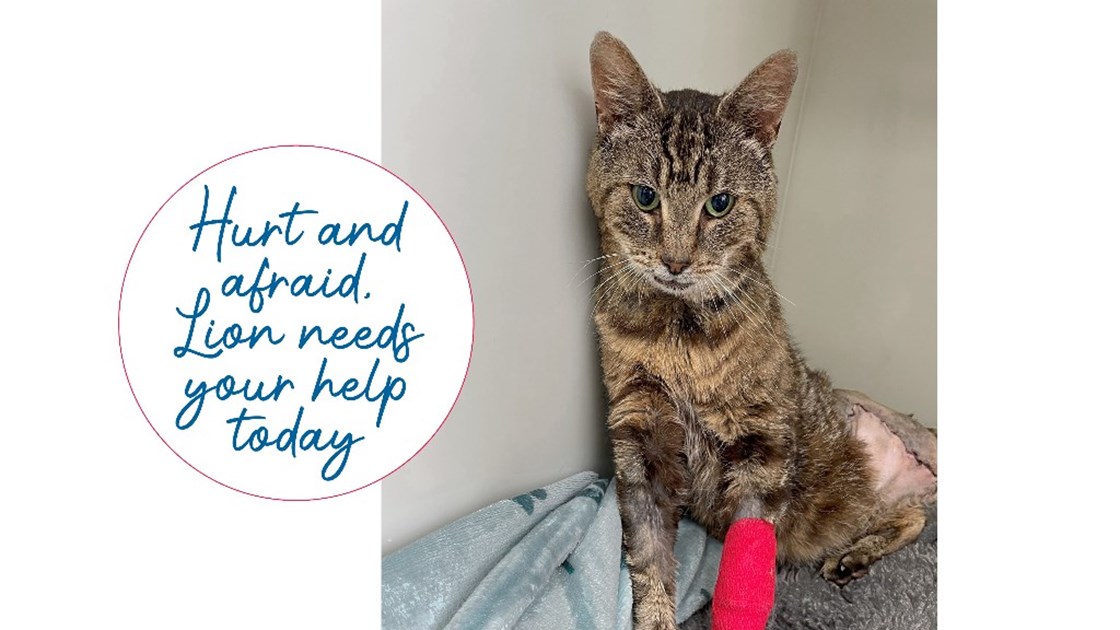 Hurt and afraid - Lion needs your help today. - JustGiving