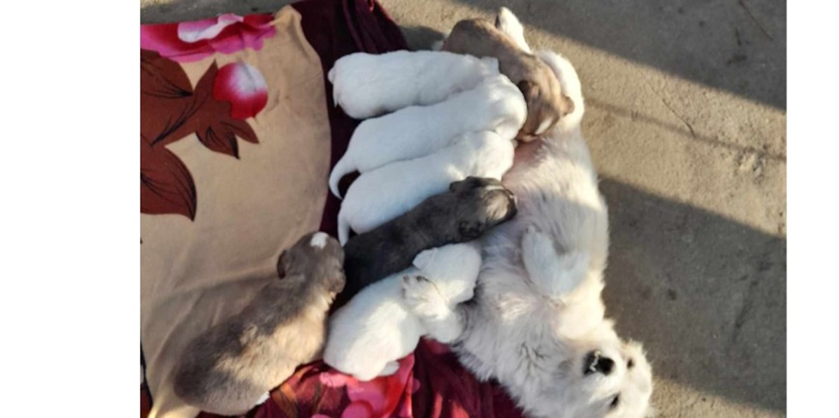 katrina wright is fundraising for Freedom Angels Romania