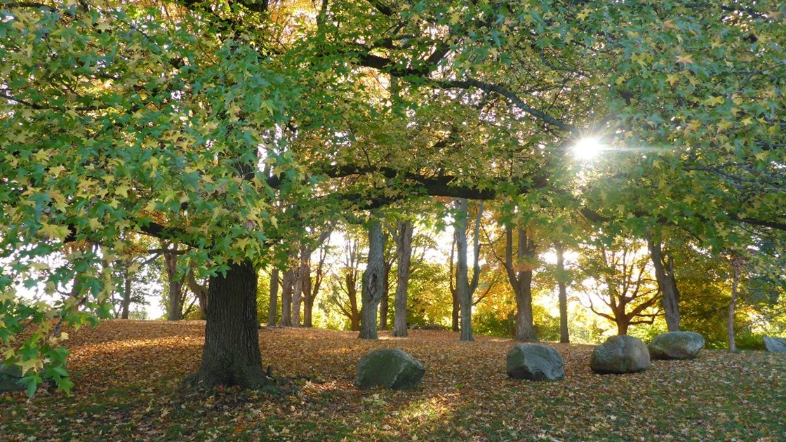 Plant A Grove of Trees in Roger Williams Park - JustGiving
