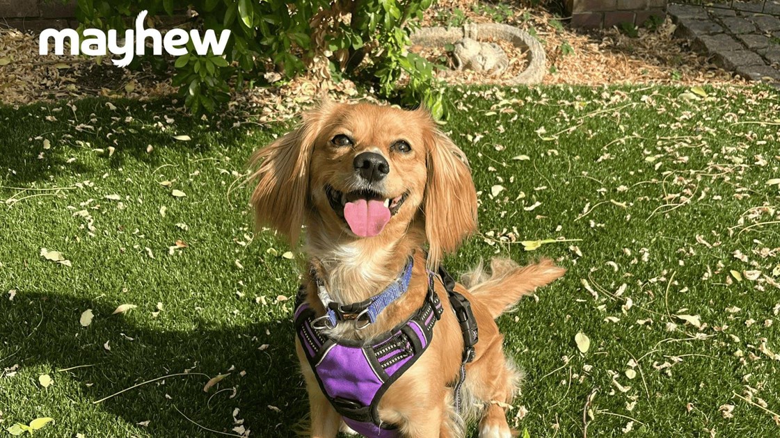 Team Skydive for The Mayhew Animal Home is fundraising for The Mayhew ...