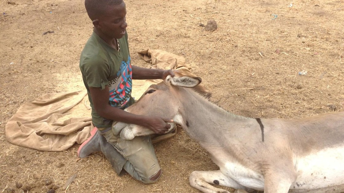 APPEAL: Will you send a £5 Food Package to feed a starving donkey ...