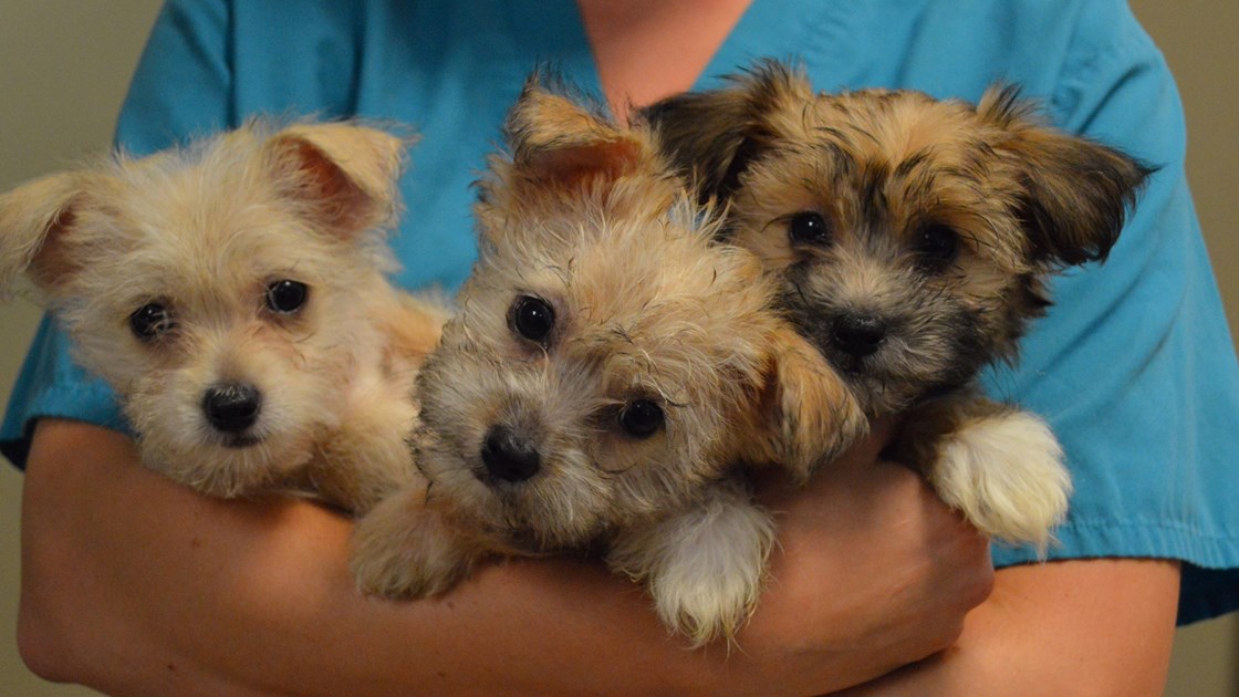 Wisconsin Humane Society - JustGiving