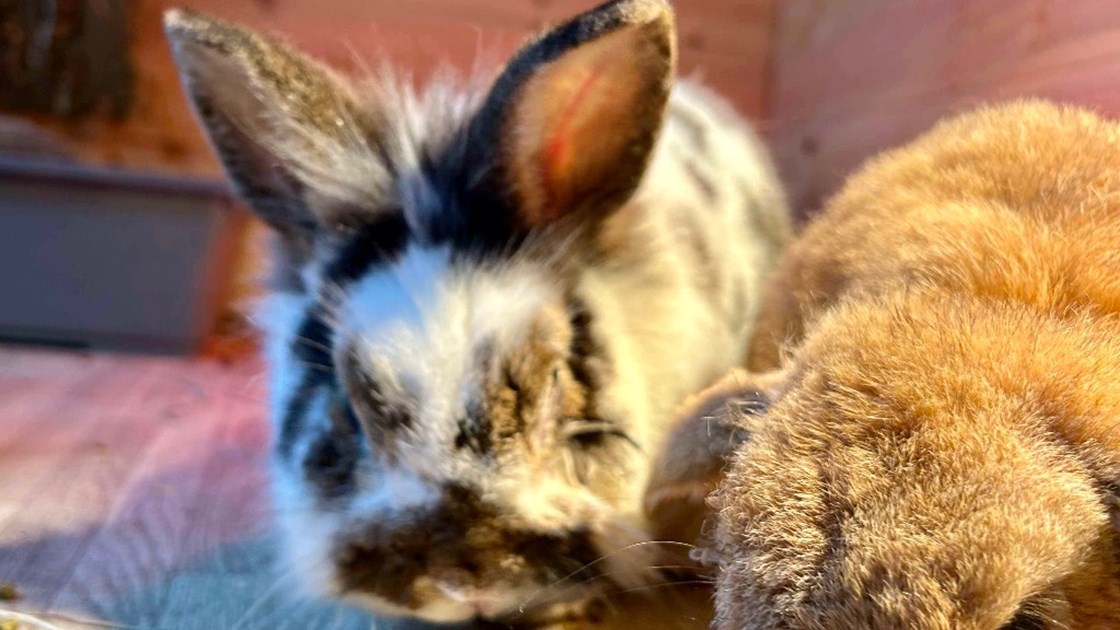 Jason, Frankie and Sloane - JustGiving