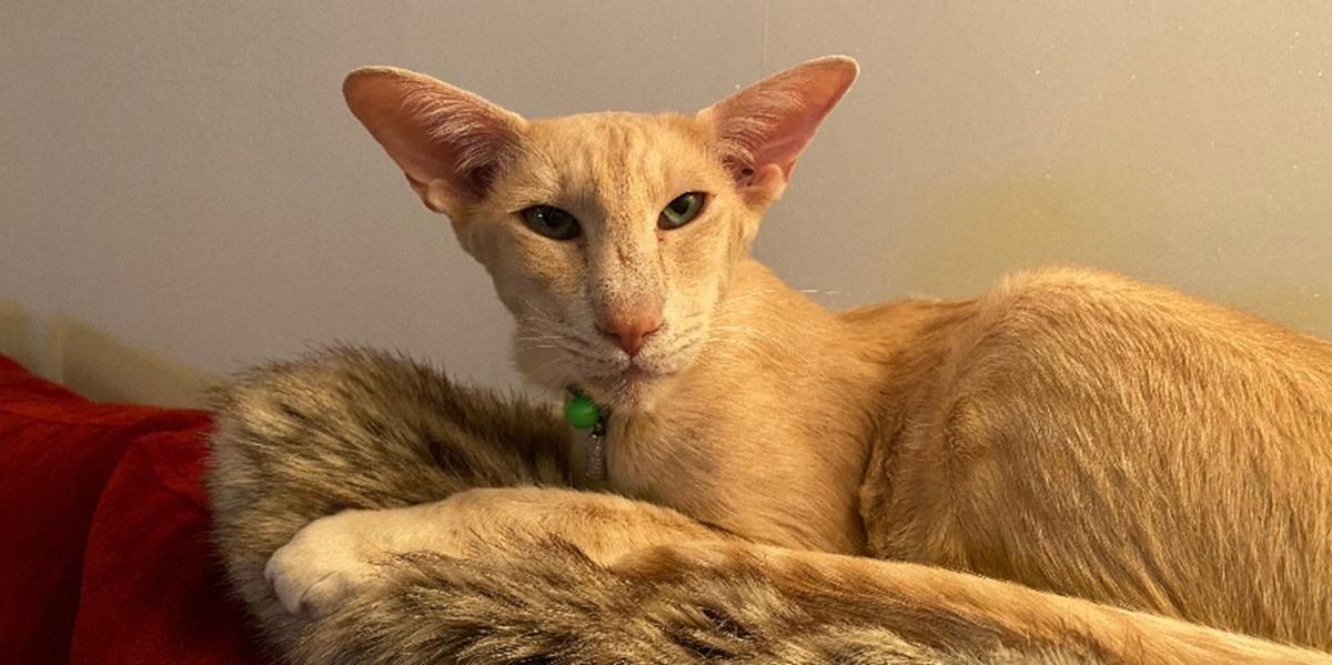 Val Tuck is fundraising for Cats Protection