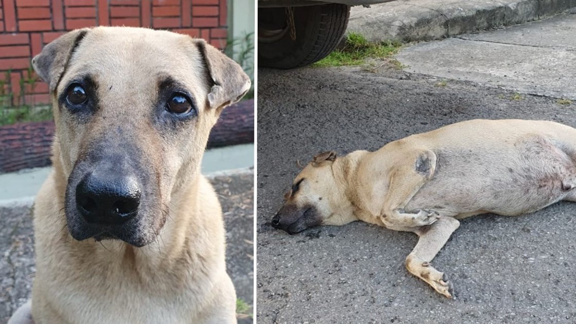 APPEAL: Please help IAPWA save the life of street dog Alf - JustGiving