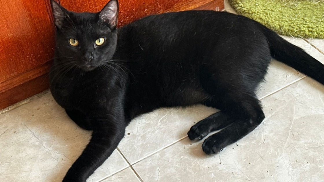 🐾 Help Tom Travel to His Forever Home! ️ - JustGiving