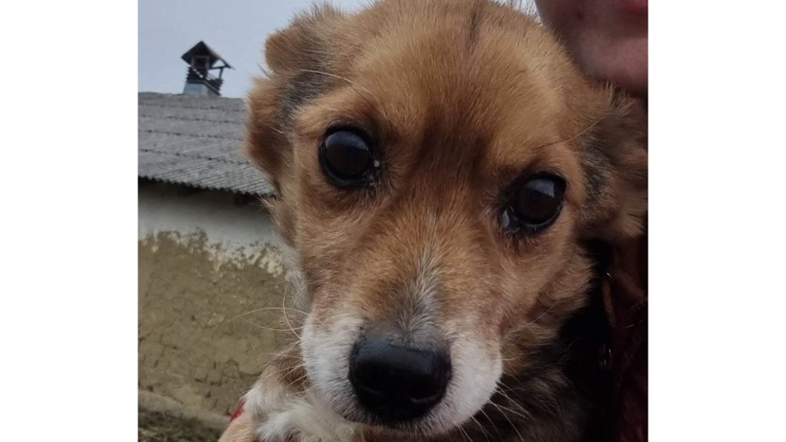 Levi transport - JustGiving