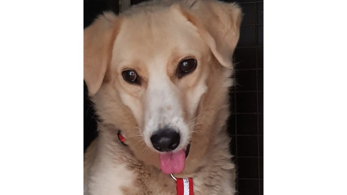 Pretty needs a hip replacement - JustGiving