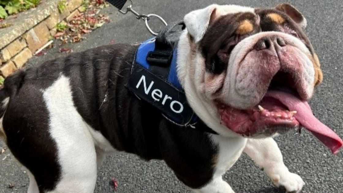 Help Nero - JustGiving