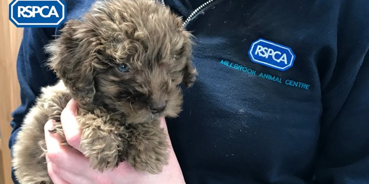 Coworth Flexlands Prep School & Nursery is fundraising for RSPCA ...