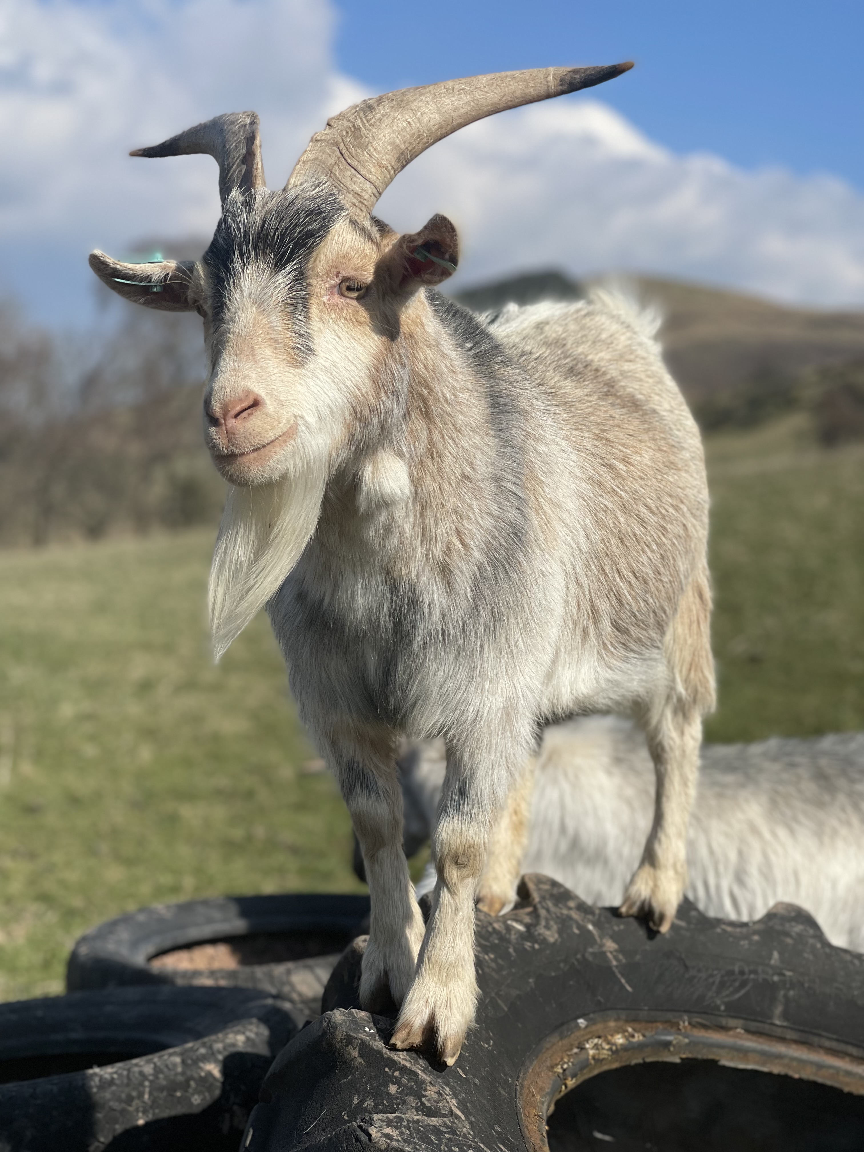 Ananda Animal Sanctuary - Animal Housing Appeal - JustGiving