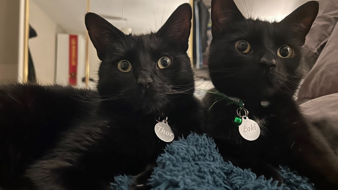 Jenny Ronnback is fundraising for RSPCA