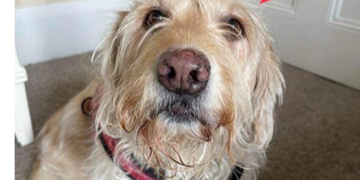 Sue Taylor is fundraising for Mayflower Sanctuary