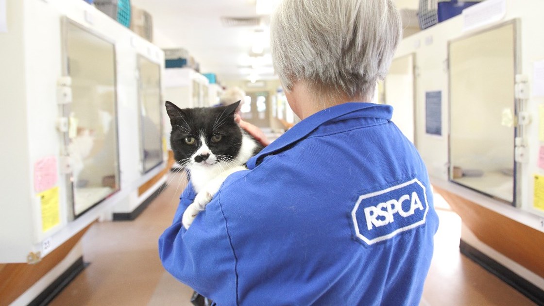 Amanda Shaw is fundraising for RSPCA