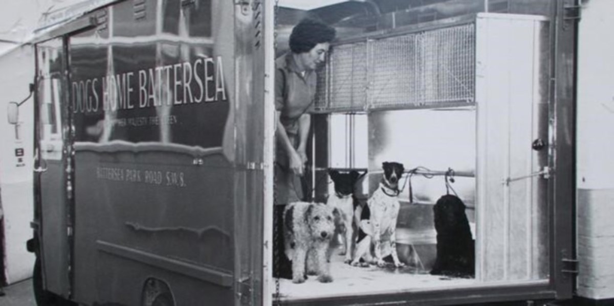 Gavin Tollman is fundraising for Battersea
