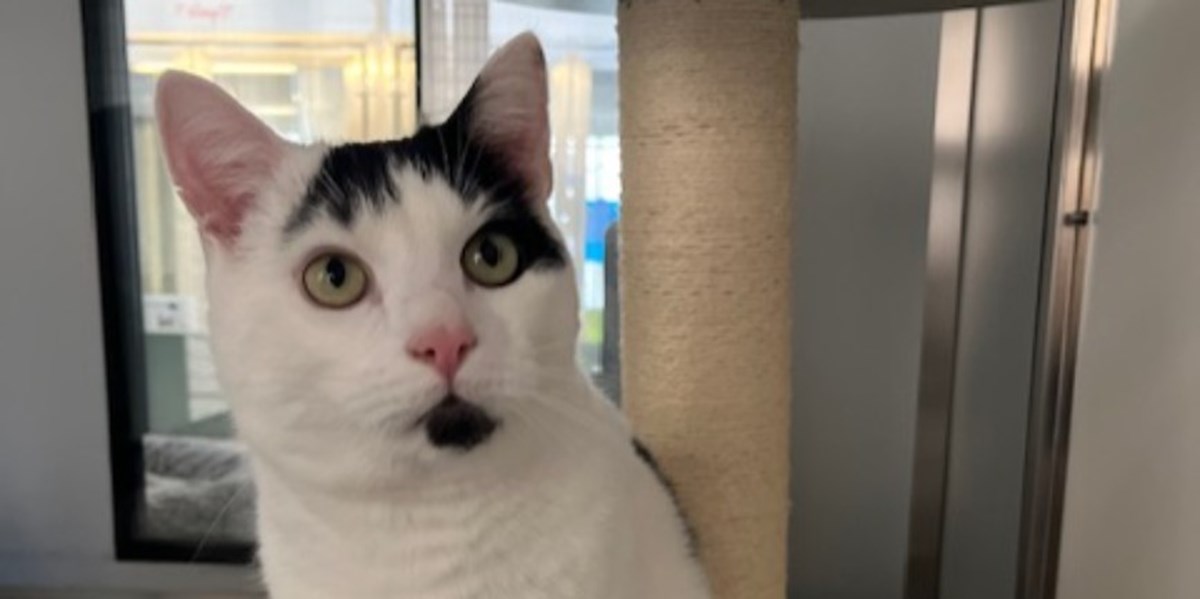 Northern Ireland Cat Centre is fundraising for Cats Protection