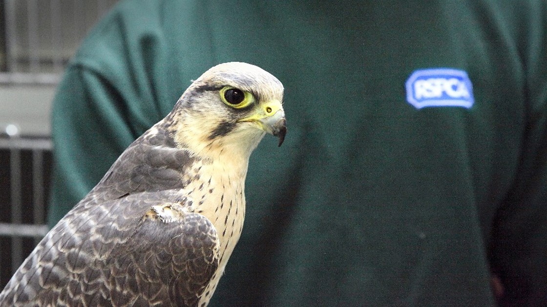 RSPCA Stapeley Grange Wildlife Centre - JustGiving