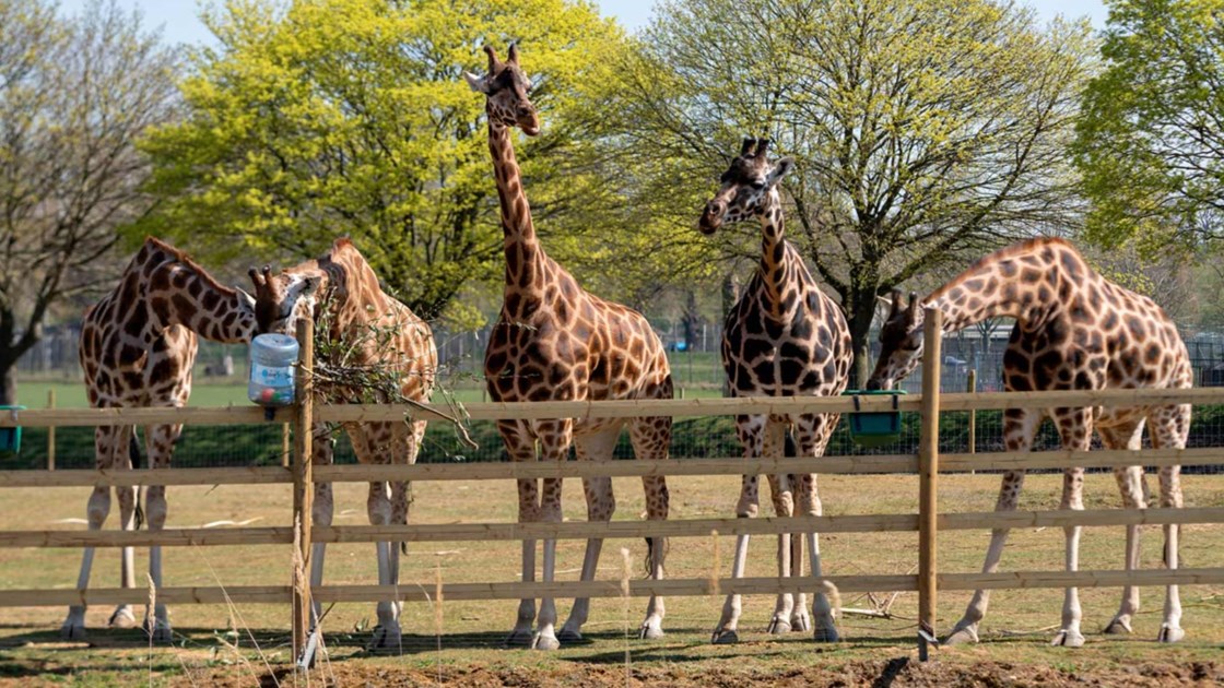 Woburn Safari Park is fundraising for Giraffe Conservation Foundation