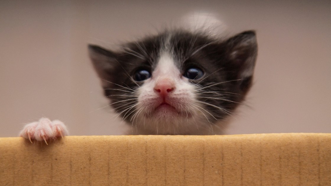 TCWG £2 for 2023 APPEAL - JustGiving