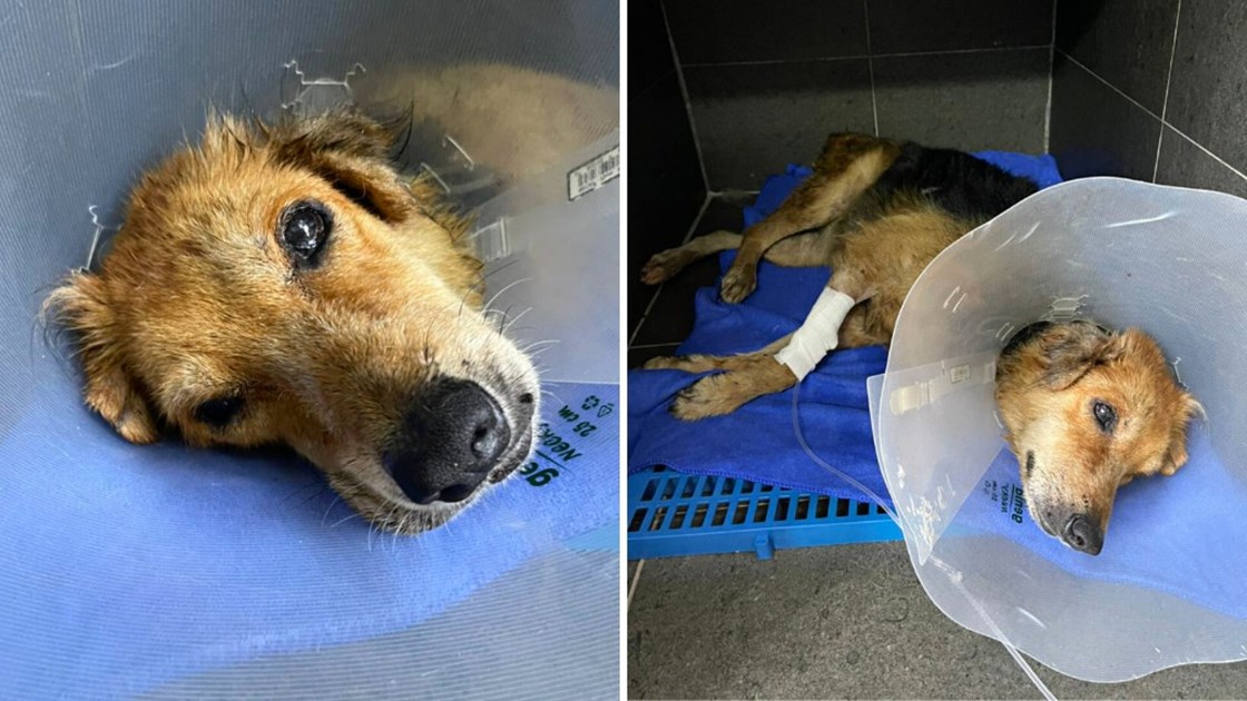URGENT APPEAL: Help homeless dog Toby rescued in heartbreaking state ...