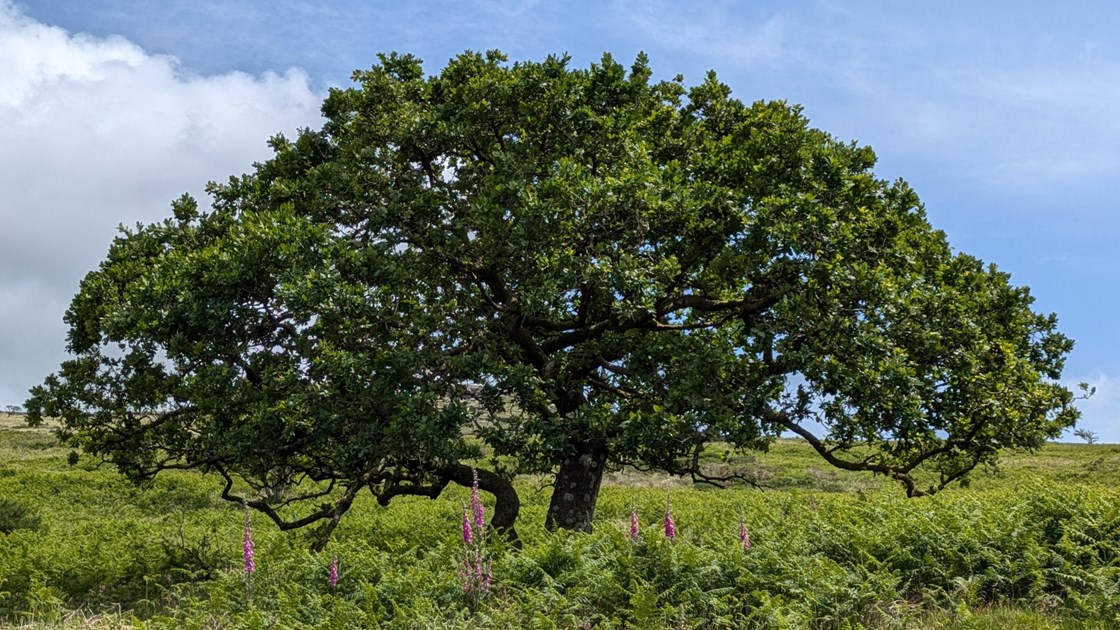 Hannah Mattison is fundraising for Moor Trees