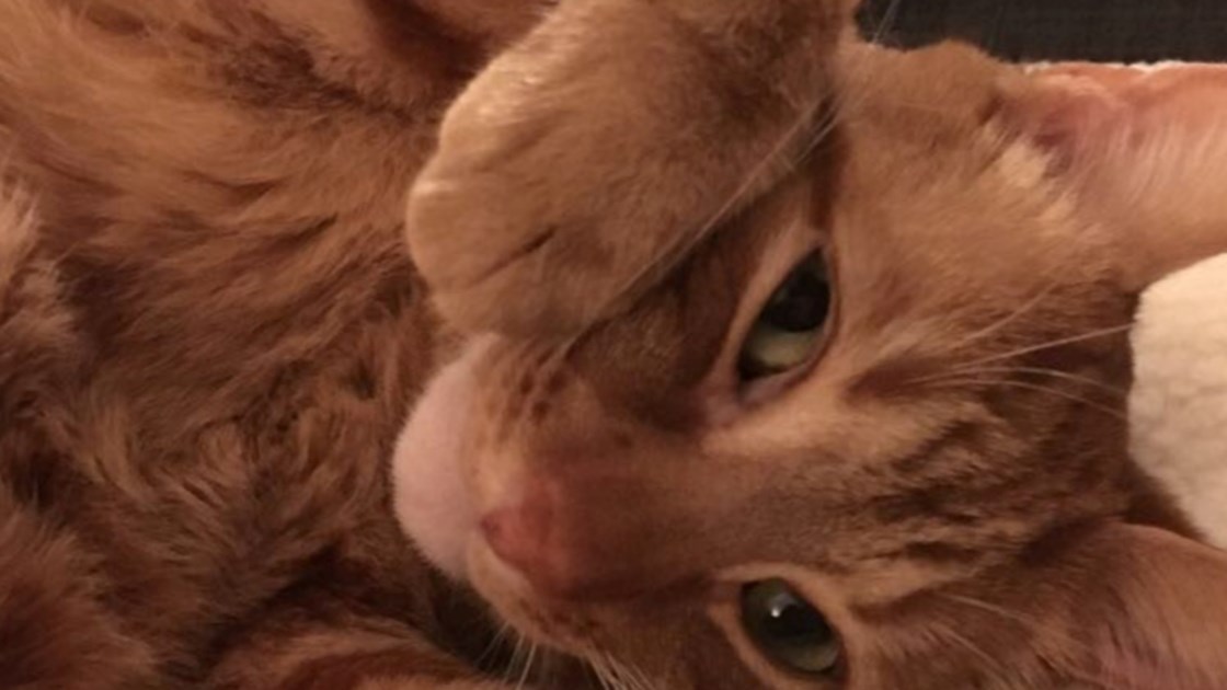 Thomas Bacon is fundraising for Edinburgh Dog and Cat Home