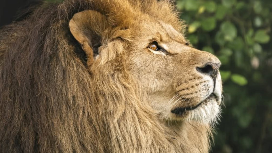 Peter Bonser is fundraising for Safina Lion Conservation Fund