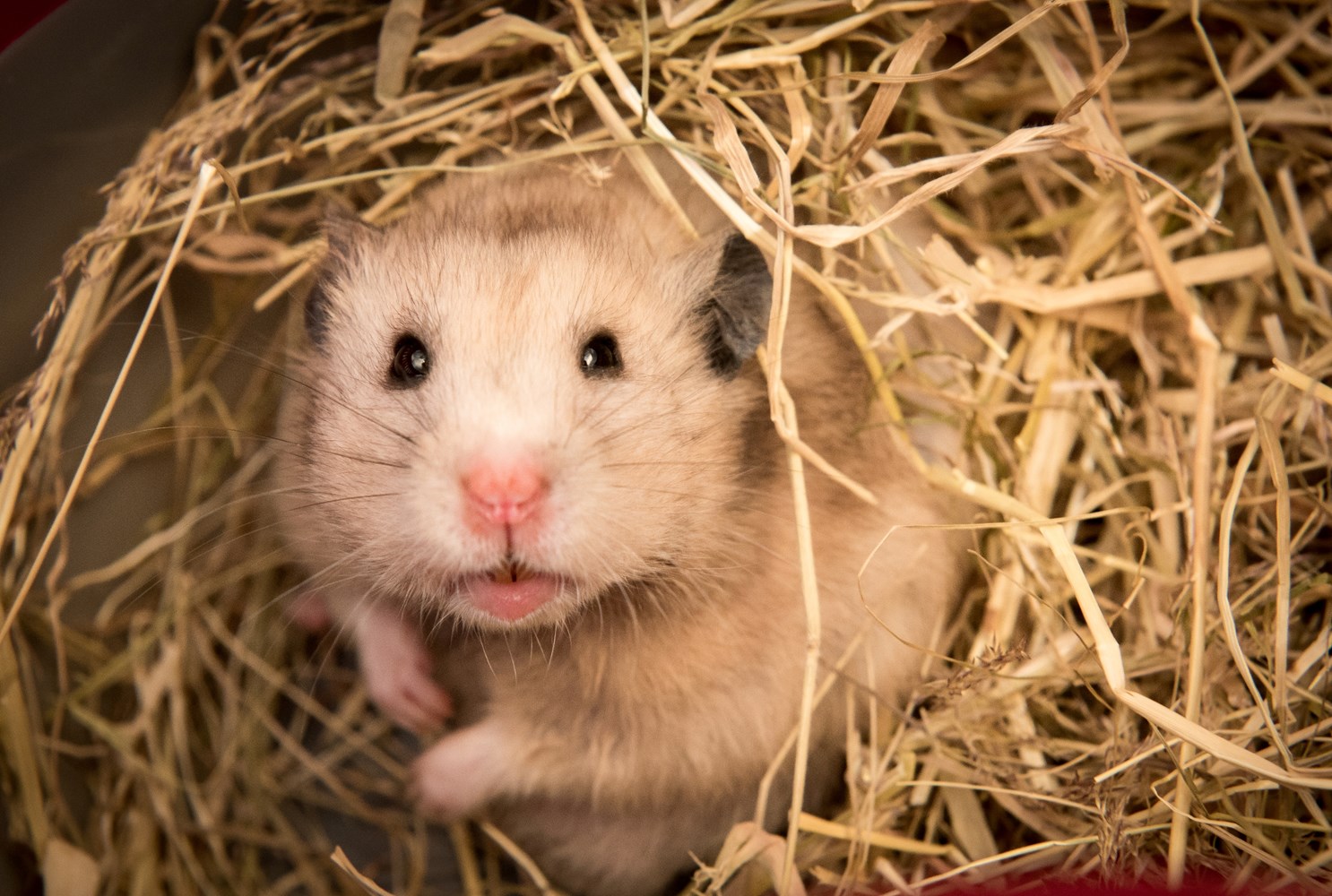 Beth the Hamster's Operation - JustGiving