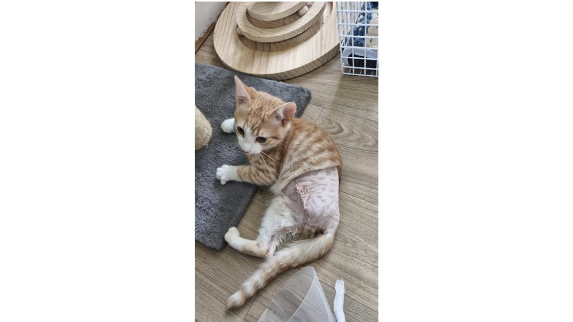 Alness and District CatsProtection is fundraising for Cats Protection