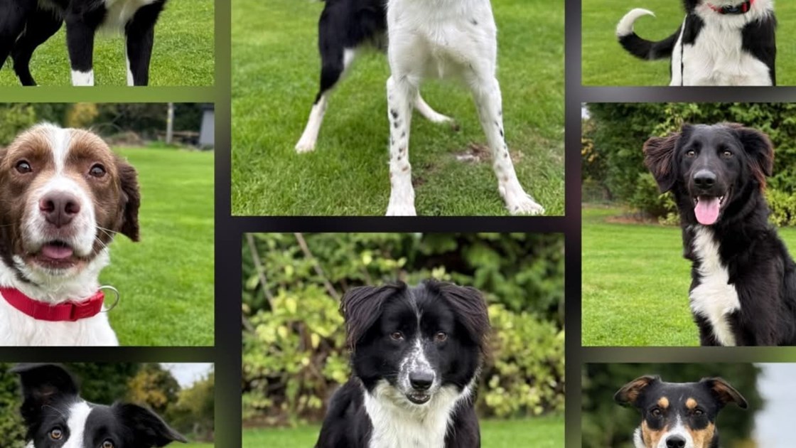 Wynton Smith is fundraising for Border Collie Trust GB