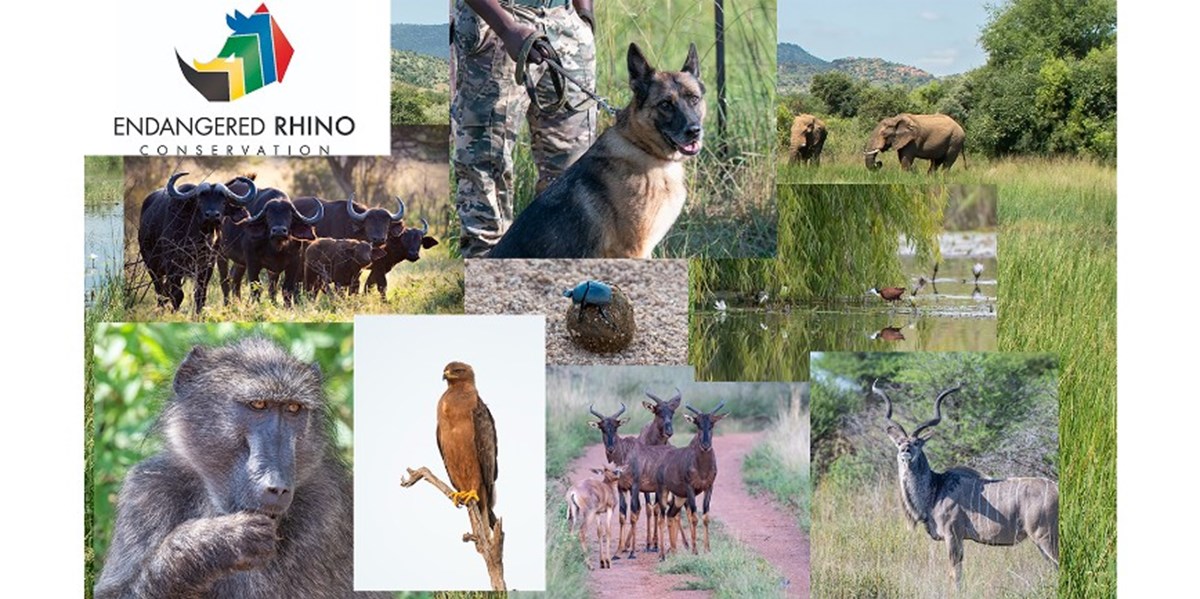 Andrew Wootton is fundraising for Endangered Rhino Conservation