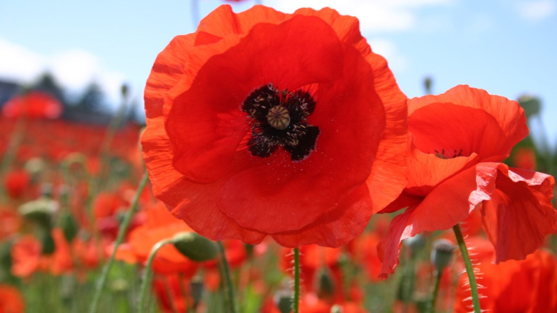 Daniel Rowlands is fundraising for The Royal British Legion