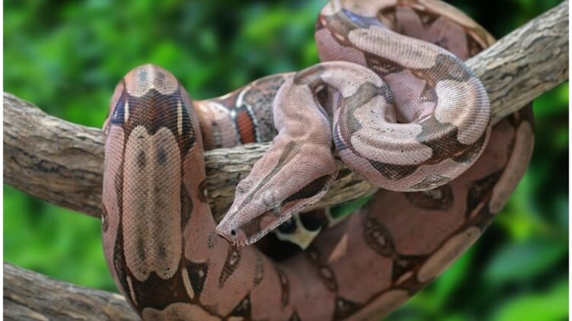 Sternberg Museum- Red-tailed Boa Constrictor Display Enclosure - JustGiving