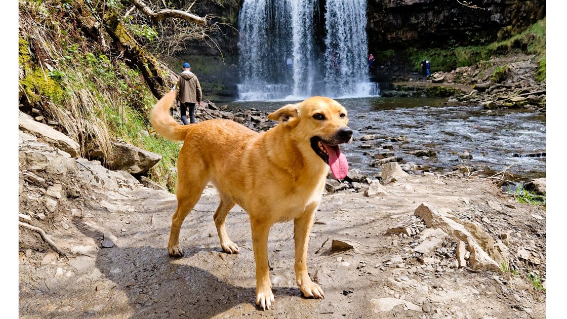 Mair Lewis is fundraising for Greenacres Rescue