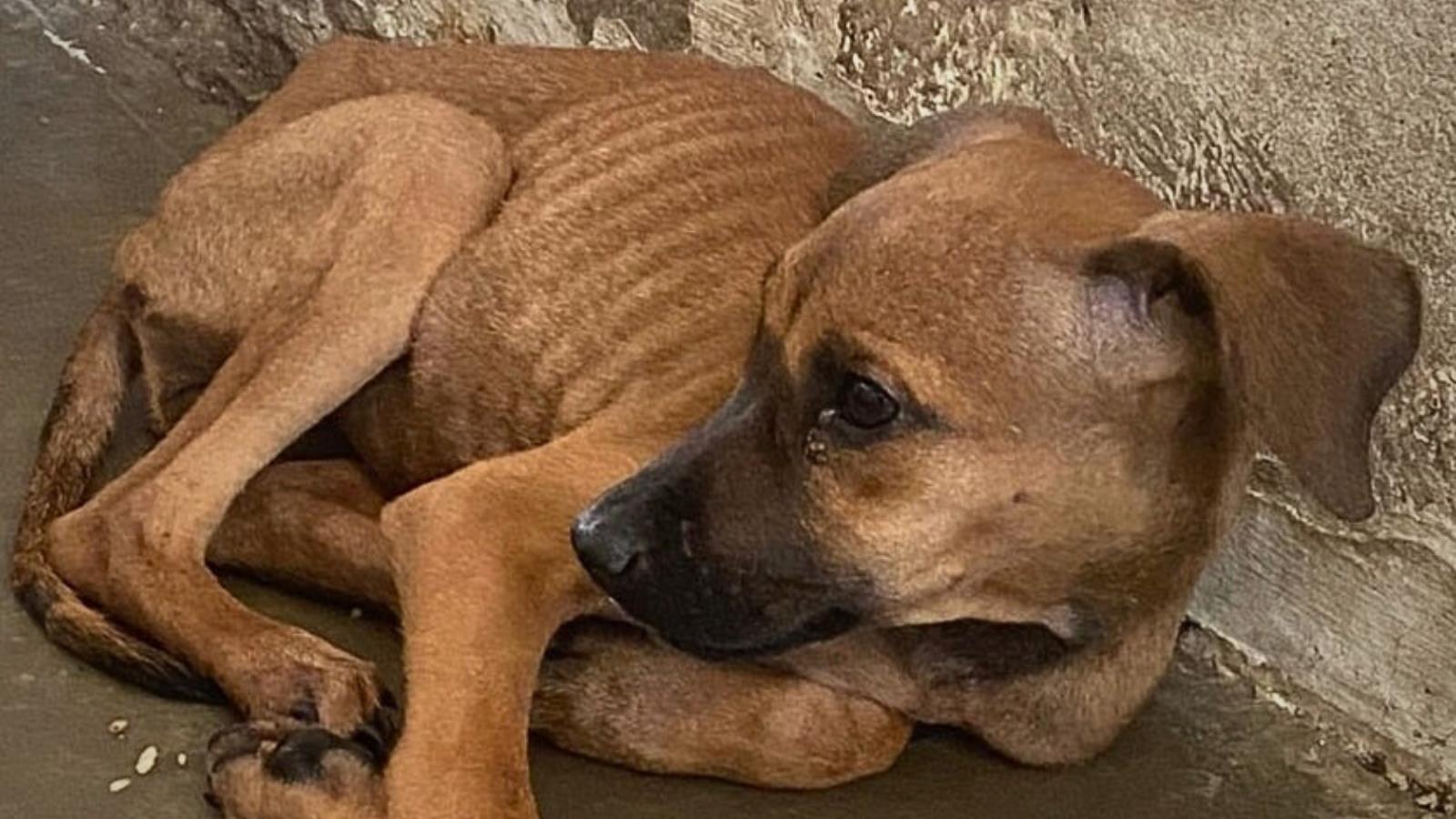 APPEAL: Two-month-old puppy Daisy is very sick and needs your support ...