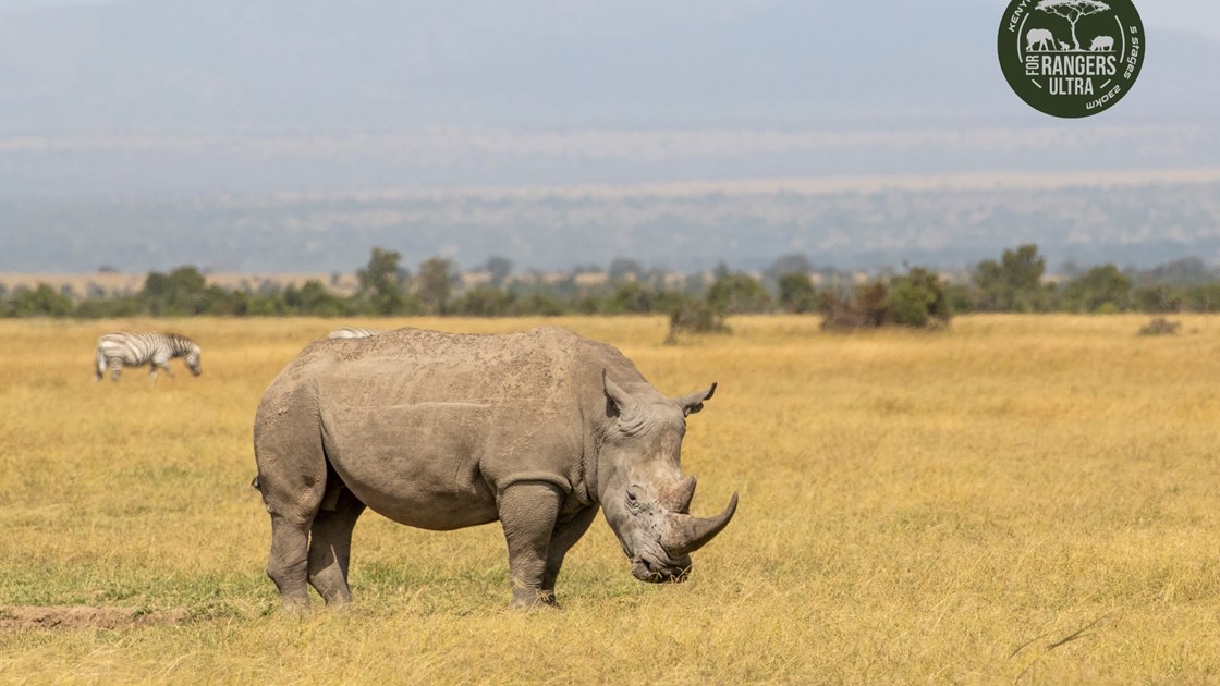 Simon Jukes is fundraising for Save the Rhino International