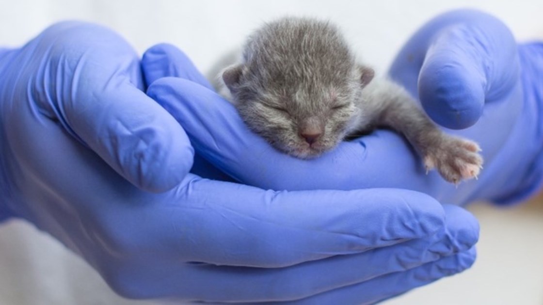 TCWG Summer 24 - JustGiving