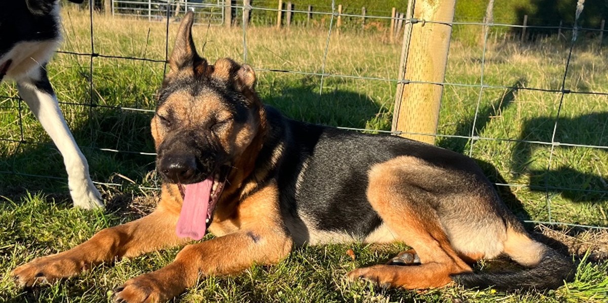 Gabrielle Gardiner is fundraising for Little China Dog Rescue