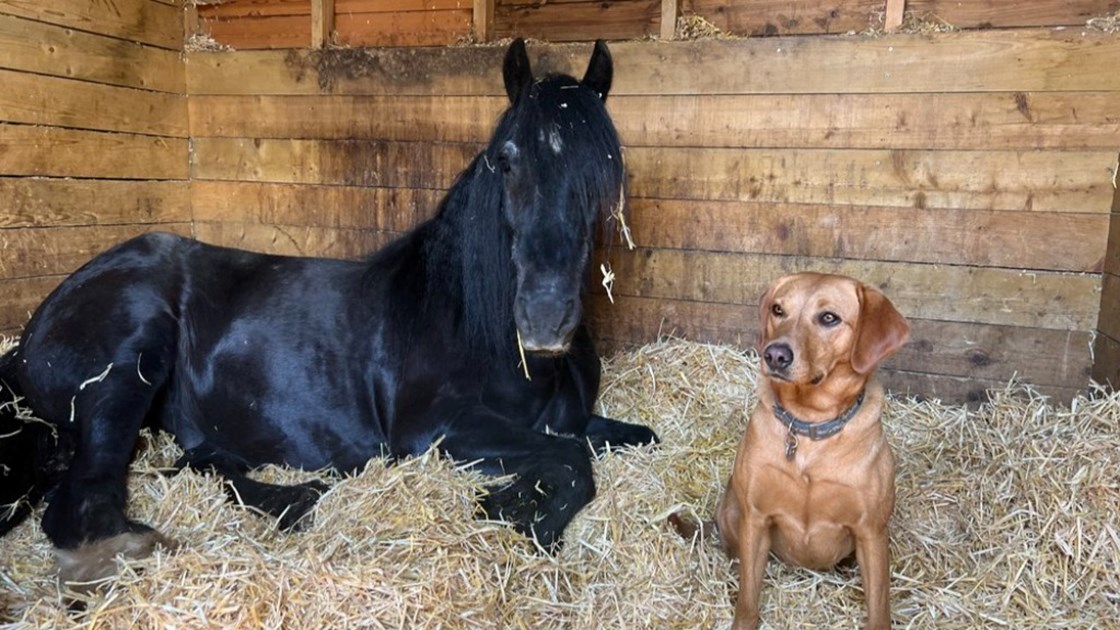 🚨 Emergency CT scan and treatment for Rizz 🚨 - JustGiving